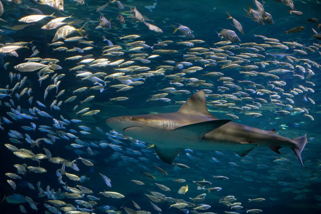 Celebrate Shark Week at the St. Louis Aquarium at Union Station ...